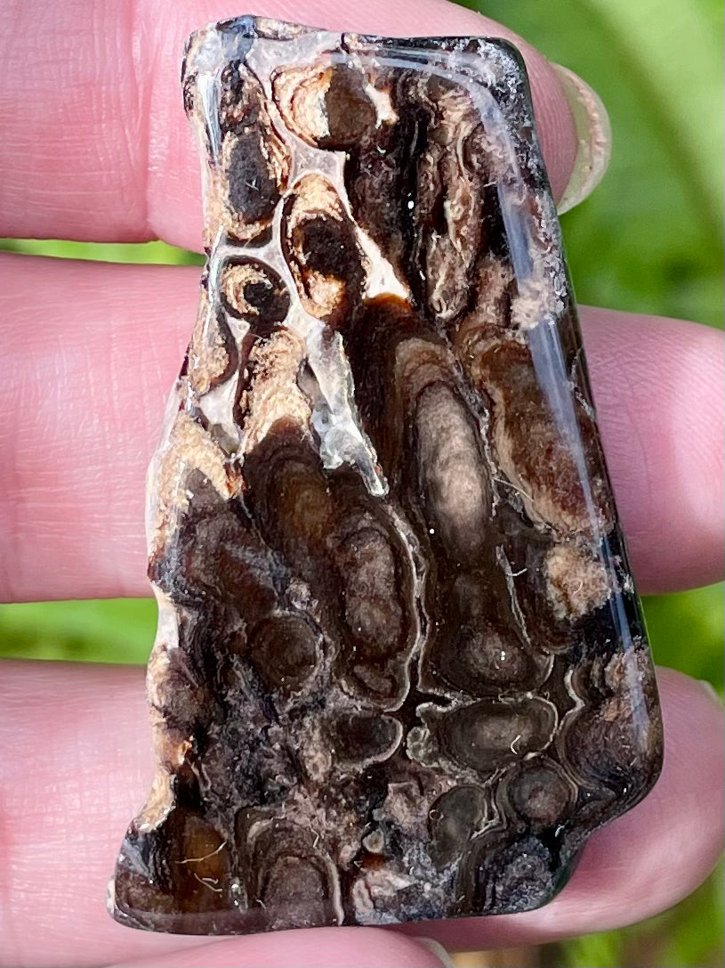 Fossil Algae Palm Stone